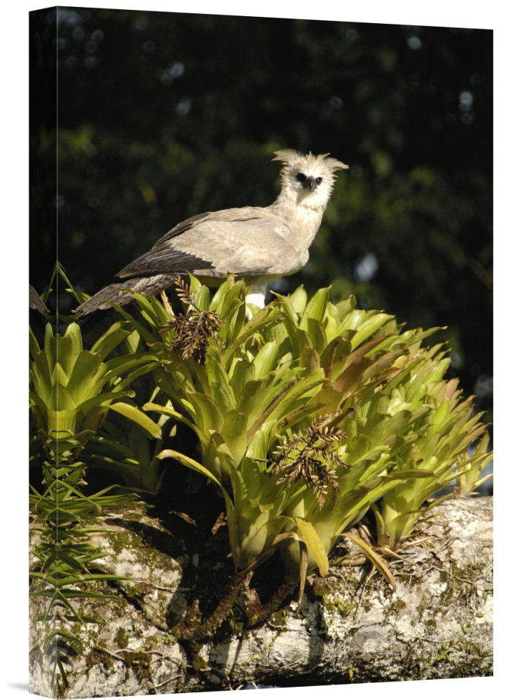 East Urban Home Harpy Eagle Chick - Photograph Print on Canvas | Wayfair